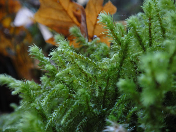 Electrified Cat-tail moss | Project Noah