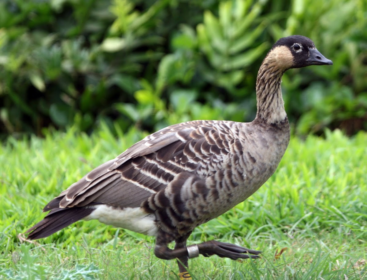 Hawaiian Nene Goose | Project Noah