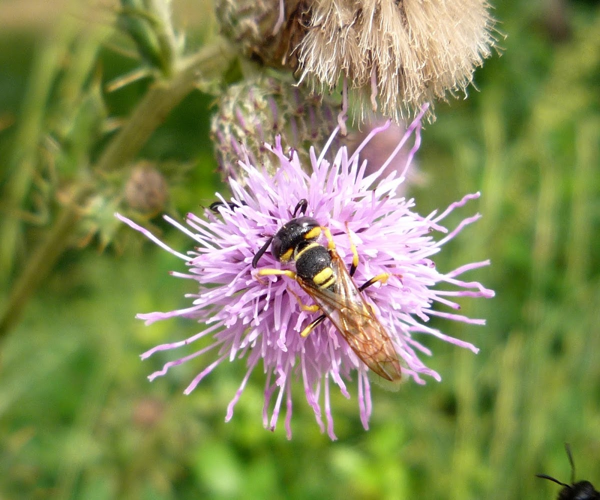 Avispa philanthinae | Project Noah