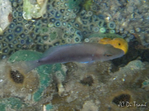 Blue Hamlet | Project Noah