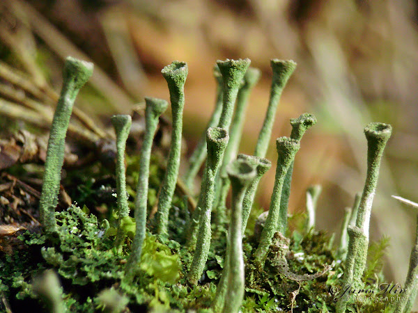 Cup Lichen, Chrobotek koralkowy | Project Noah