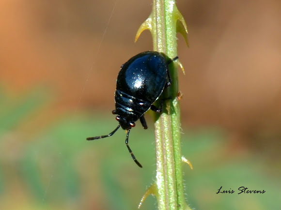 Bordered Plant Bug nymph | Project Noah
