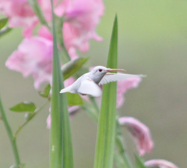 Albino hummingbird | Project Noah