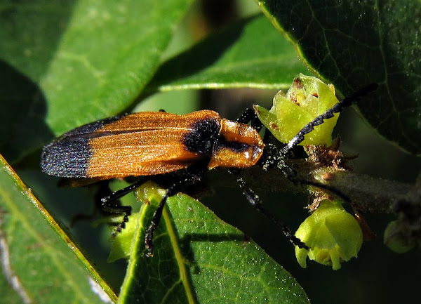 Netwing beetle | Project Noah