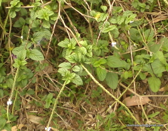 White Porterweed | Project Noah