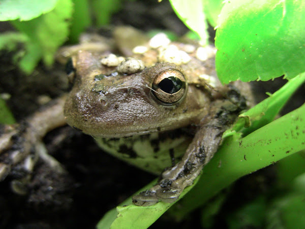 Cuban Tree Frog | Project Noah