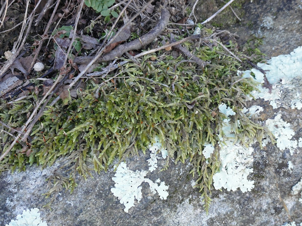 Fat Worm Moss | Project Noah