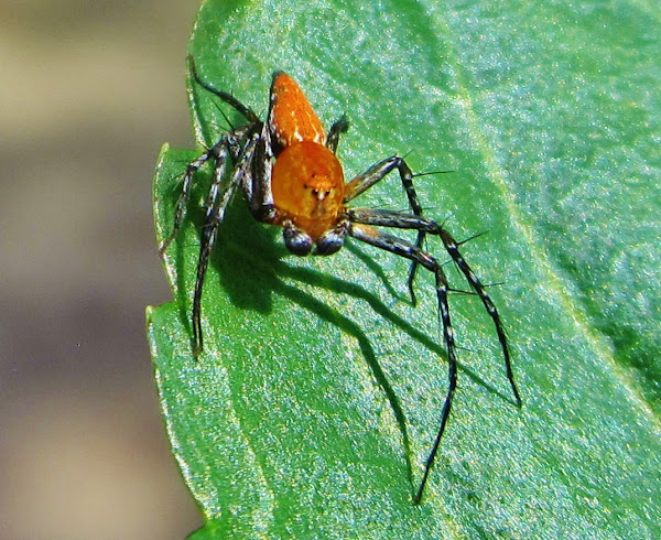 Orange Lynx Spider | Project Noah