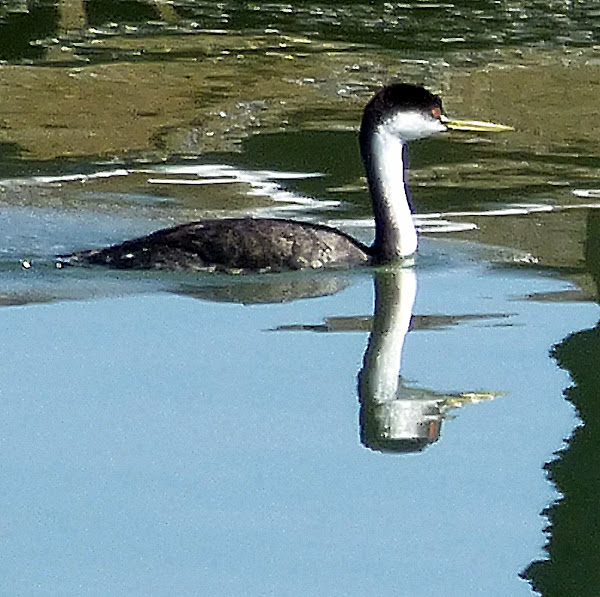 Western Grebe | Project Noah