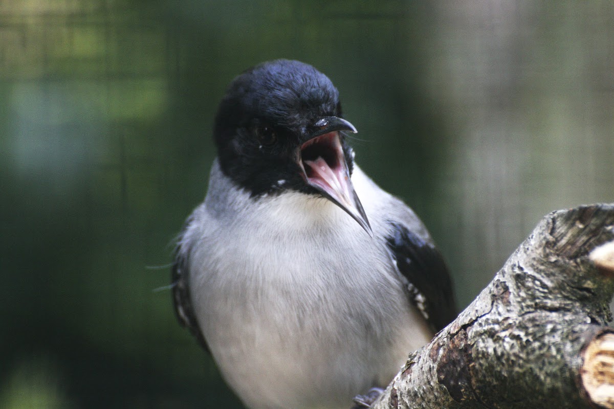 Black-headed Sibia | Project Noah