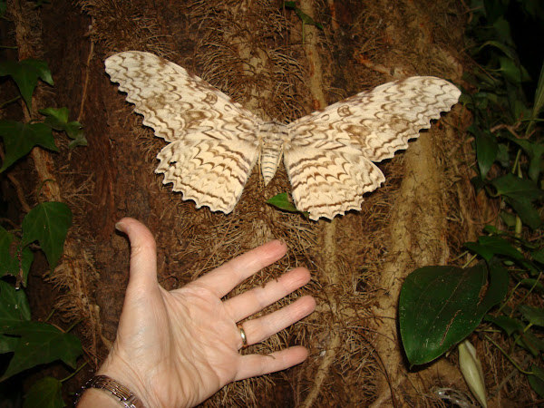 White Witch Moth | Project Noah