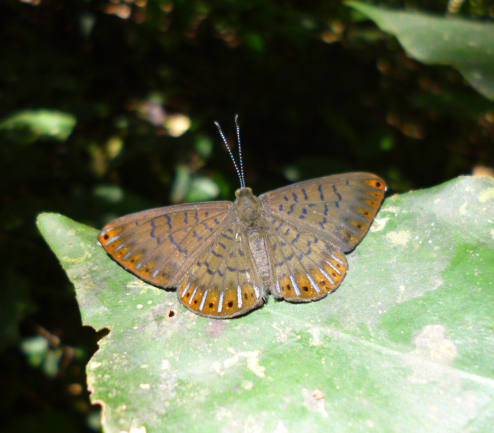 Buttlerfly | Project Noah