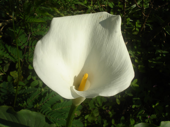 Alcatraz, cala, cala de Etiopía, aro de Etiopía, lirio de agua ...