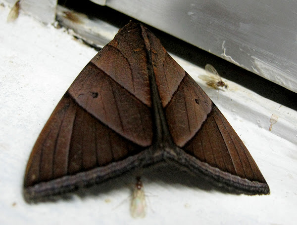 Chocolate Owlet Moth | Project Noah