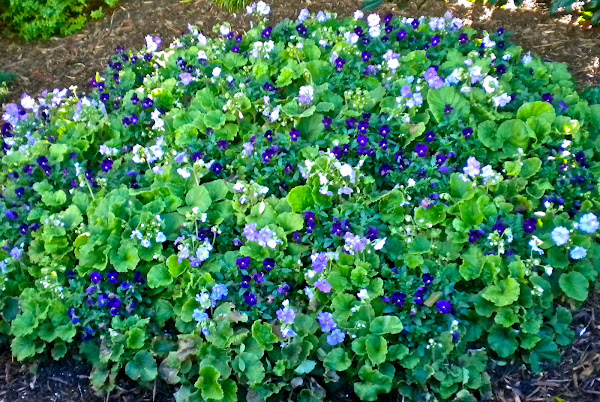 Unknown Spotting | Project Noah