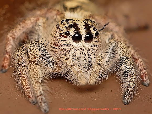 Hyllus (spider) | Project Noah