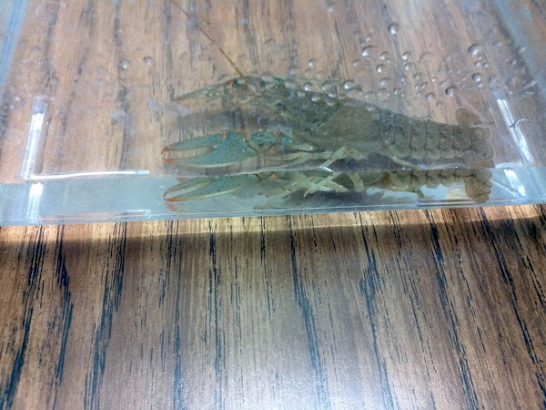 Lobster | Project Noah