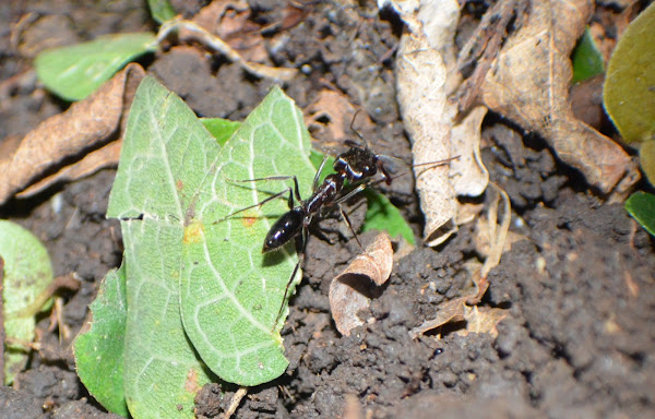 Hormiga | Project Noah