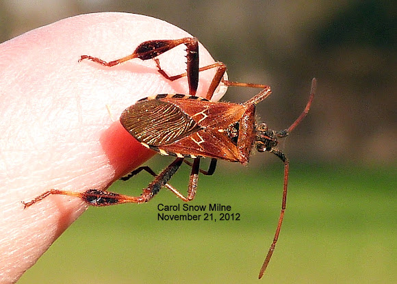 Western Conifer Seed Bug | Project Noah