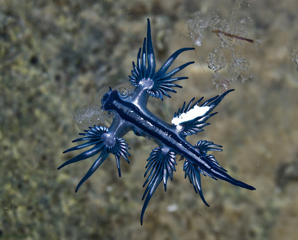 Atlantic Glaucus | Project Noah