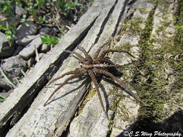 6-Spotted Fishing Spider | Project Noah
