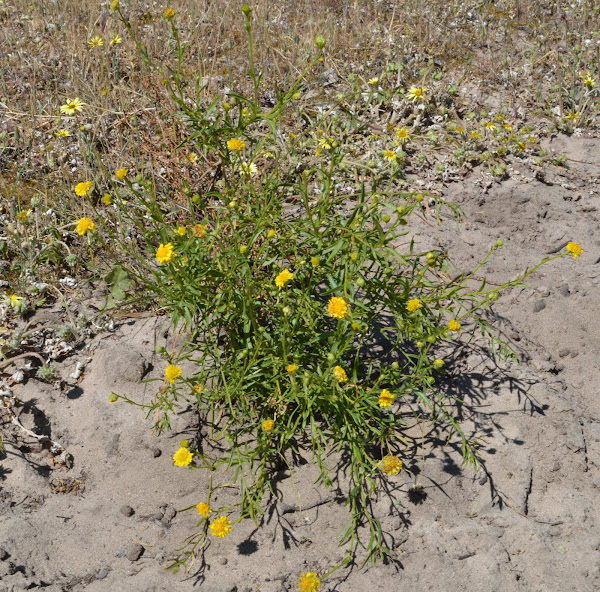 Burr-daisy | Project Noah