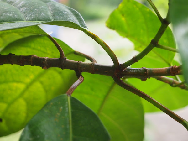 Common yellow stem Fig | Project Noah