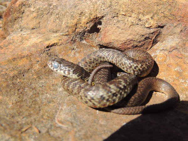 Eastern Yellow-Bellied Racer | Project Noah