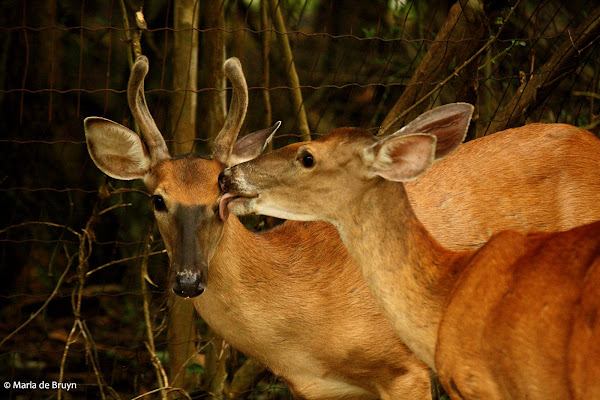 White-tailed deer, yearling buck | Project Noah