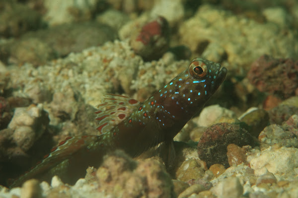 Shrimp Goby | Project Noah