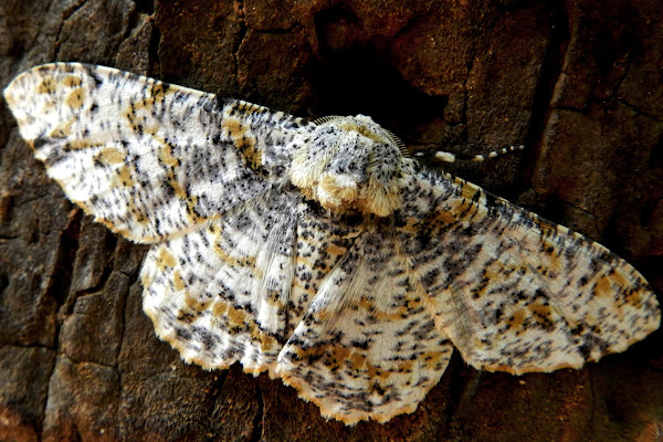 Biston Suppressaria Moth | Project Noah