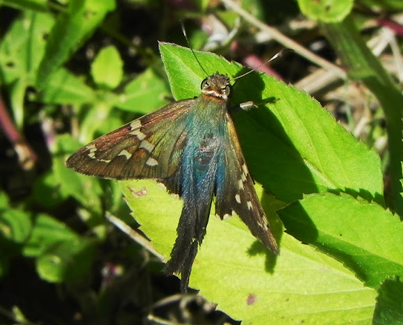 Long tailed-skipper butterfly | Project Noah