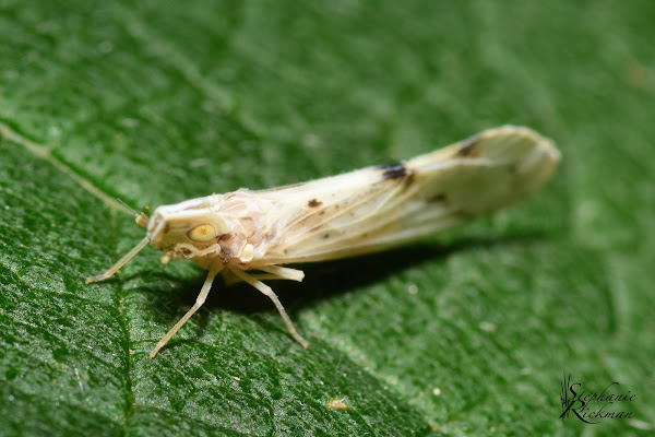 Derbid Planthopper | Project Noah