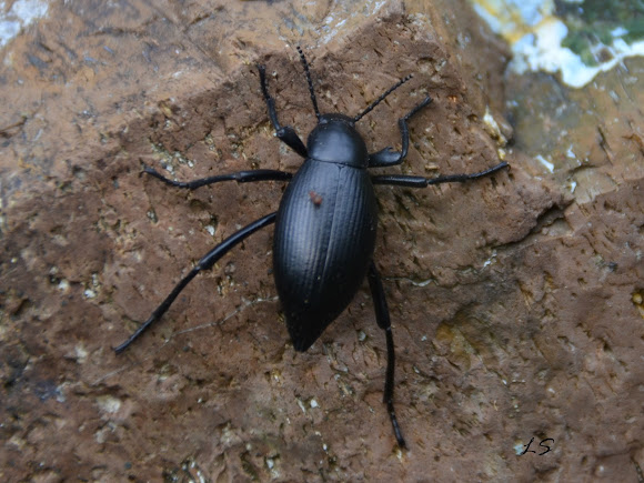 Pinacate beetle | Project Noah