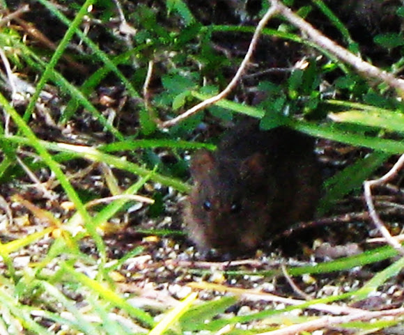 Cotton Rat | Project Noah