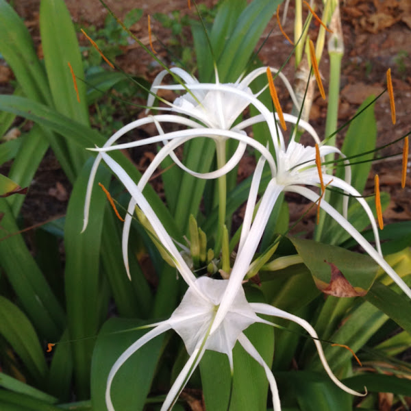 Spider Lily | Project Noah