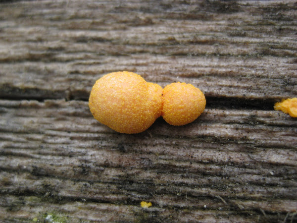 wolf milk | Project Noah