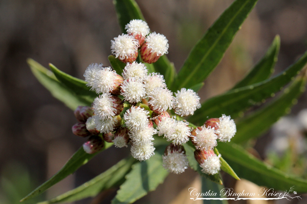 Mule Fat | Project Noah