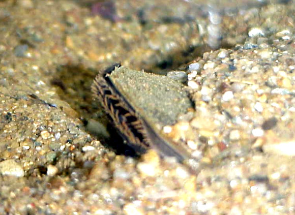 Eastern Elliptio | Project Noah