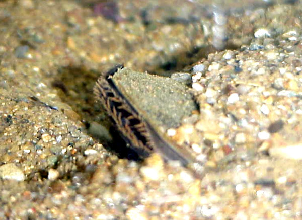 Eastern Elliptio | Project Noah