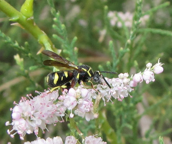 Leucospid wasp (female) | Project Noah