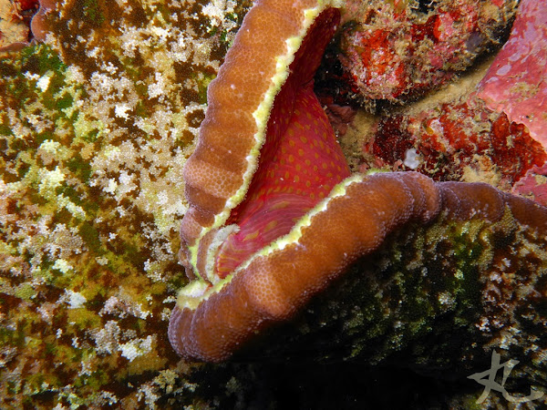 Adhesive Sea Anemone | Project Noah