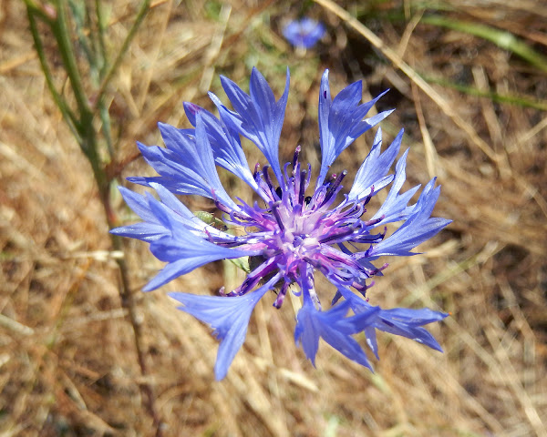 Cornflower | Project Noah