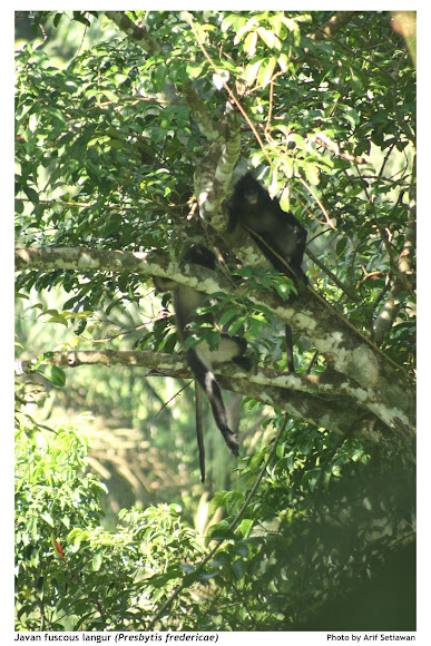 Javan surili | Project Noah