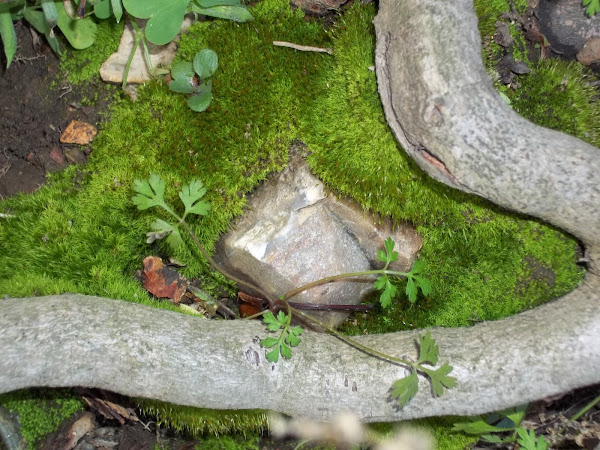 Forest Moss | Project Noah