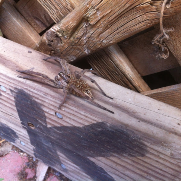 Wolf spider | Project Noah