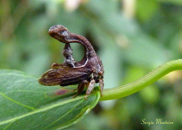 Treehopper | Project Noah