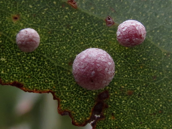 Eucalyptus Gall | Project Noah