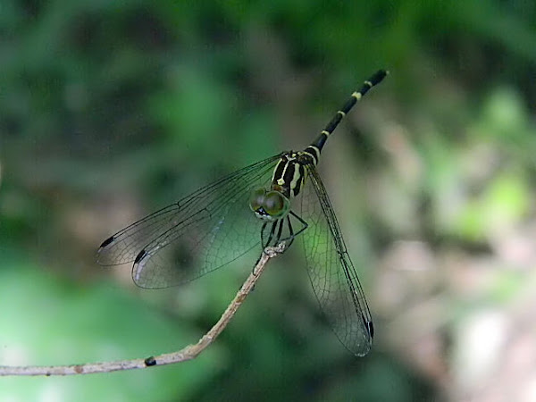 skimmer | Project Noah