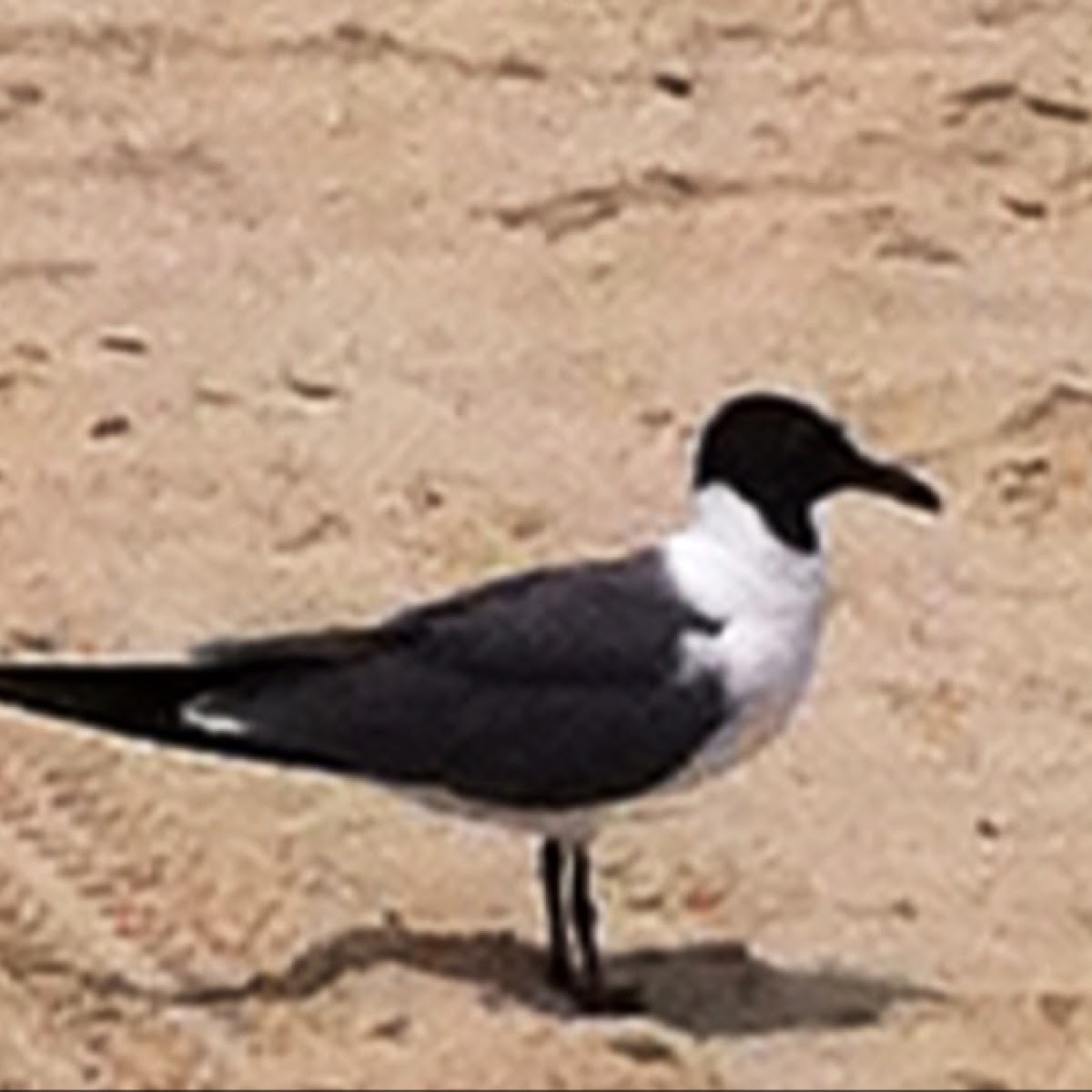 Laughing Gull | Project Noah